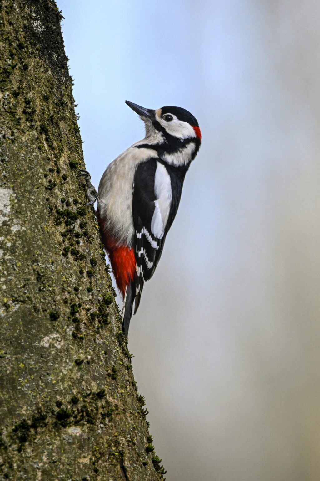 EXTENDER EF2× II 焦点距離を2倍に拡張するテレコン 撮影の可能性を広げる活用法 - 魅惑の中望遠